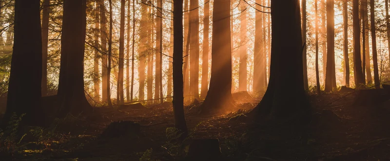 Ecosystems and their services | Biodiversity Information System for Europe