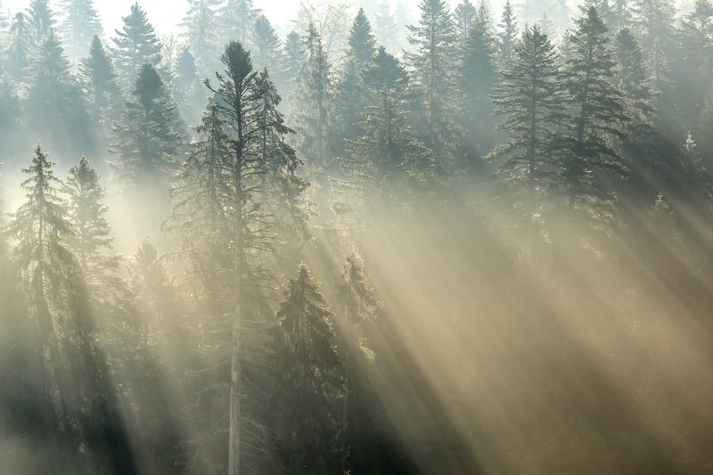 Nature Restoration Regulation Reference Portal | Biodiversity ...