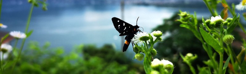 Species Biodiversity Information System For Europe